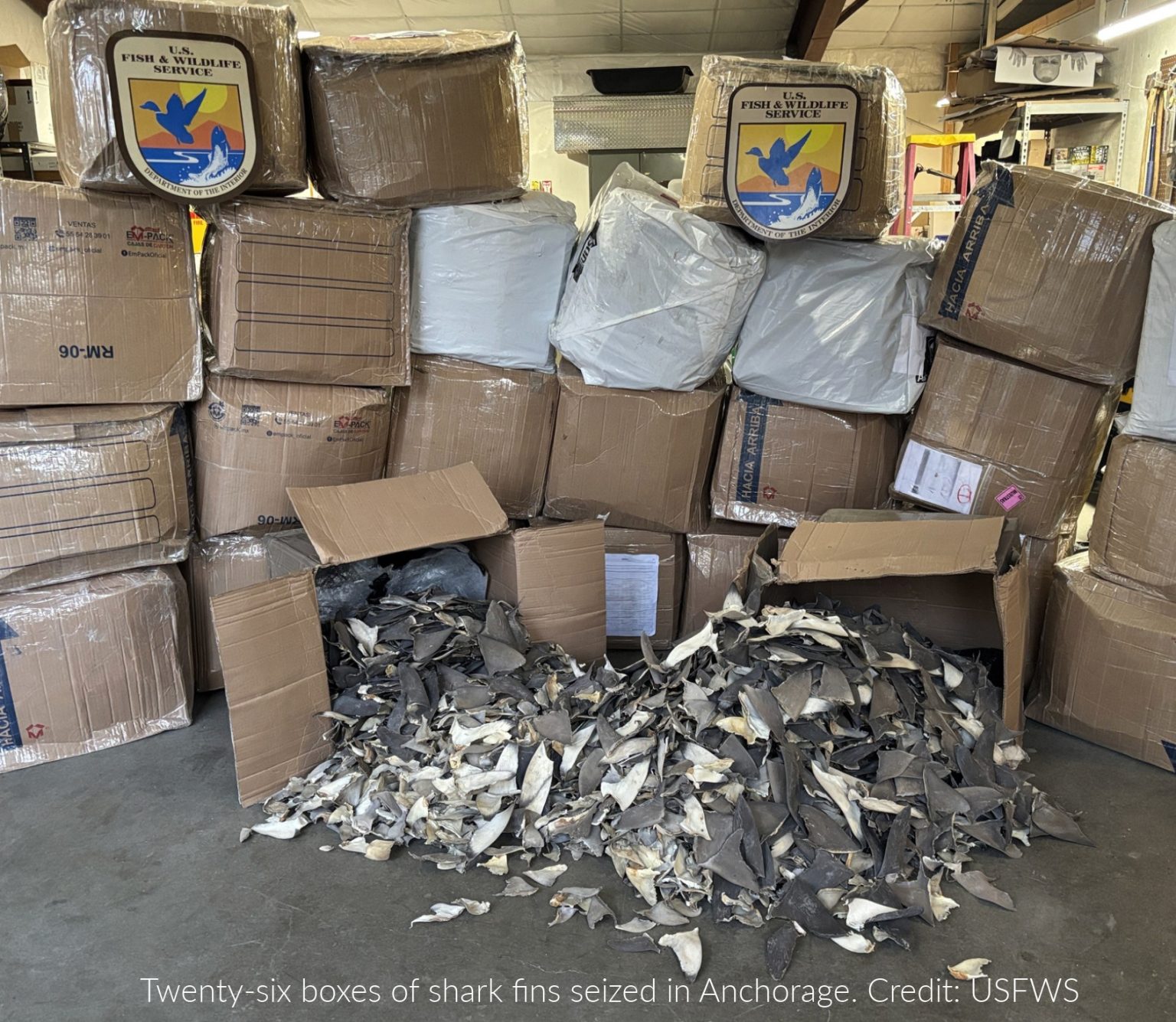 Anchorage discovery leads to major shark fin trafficking bust spanning ...